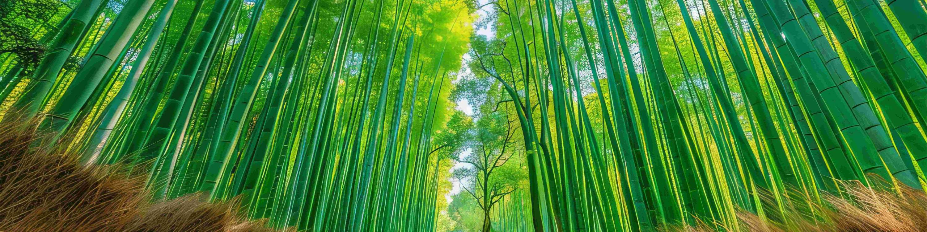 [Kyoto Nara Arashiyama Sagano Scenic Railway Cherry Blossom One-Day Tour] Hotel Pick-up ...